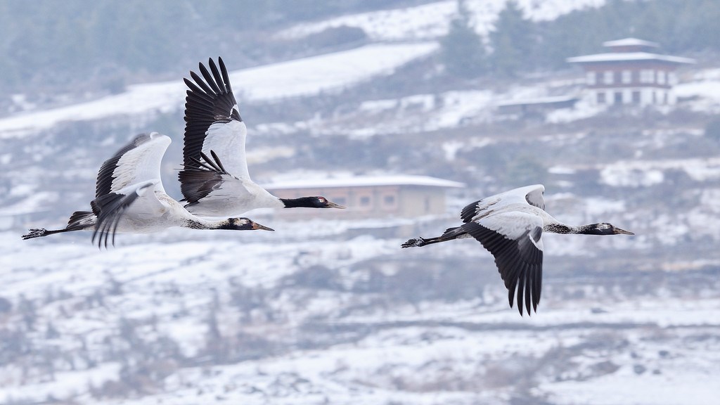 Discover The Wonders Of The Black-Necked Crane Festival – A Day Devoted ...